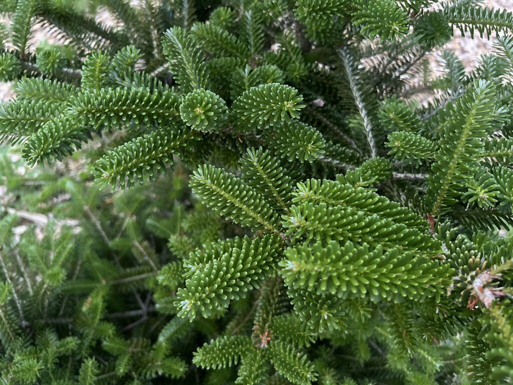 Korean Fir - Friends of Seven Gables