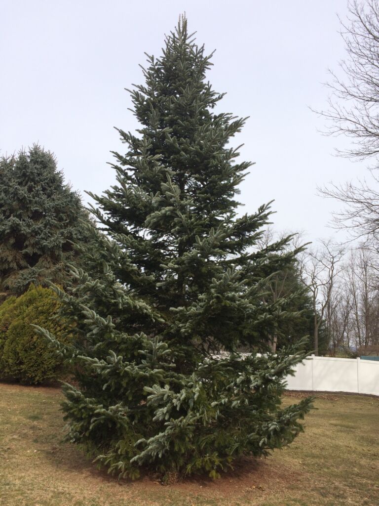 Nordmann Fir - Friends of Seven Gables
