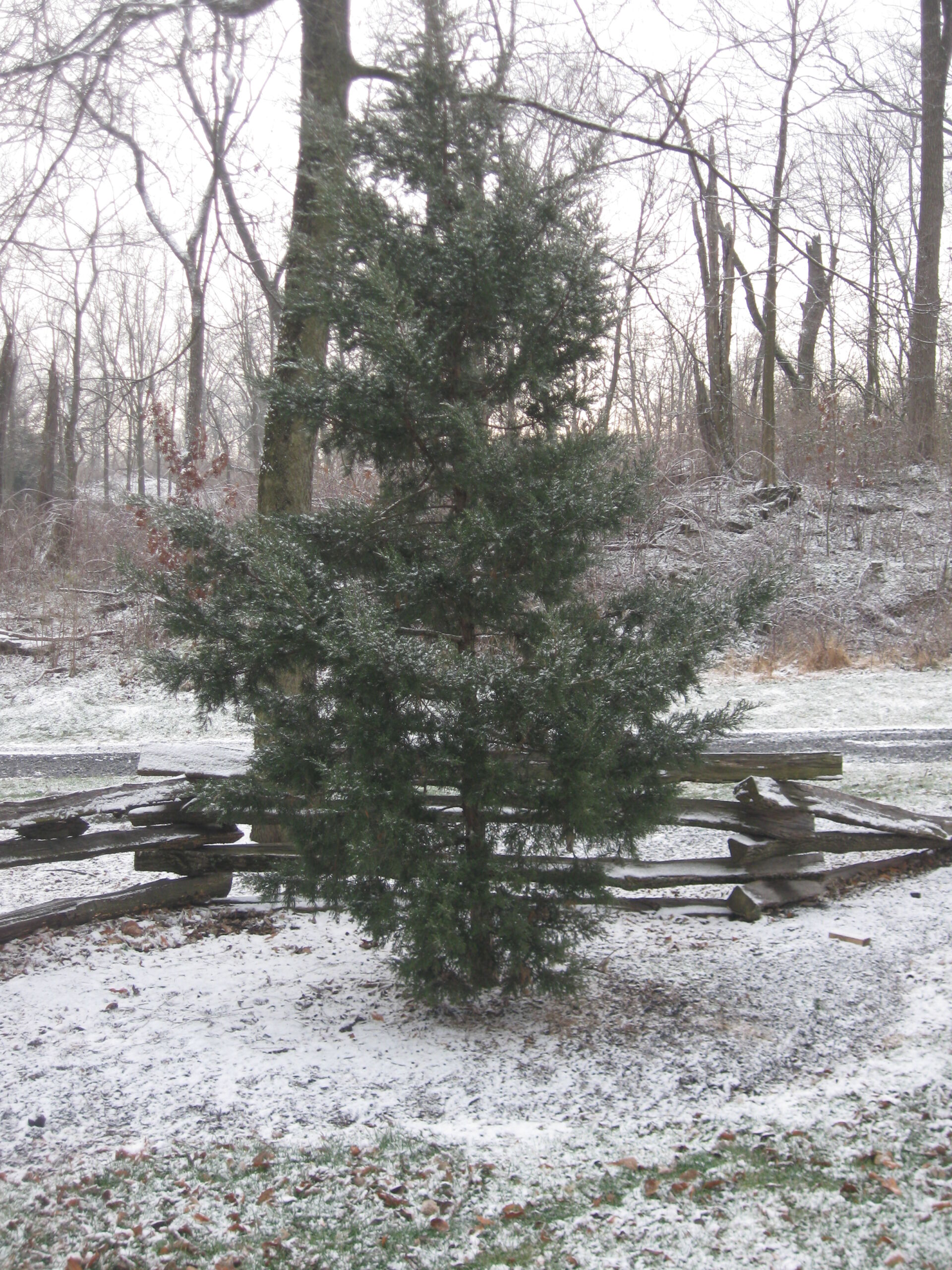 Eastern Red Cedar - Friends of Seven Gables