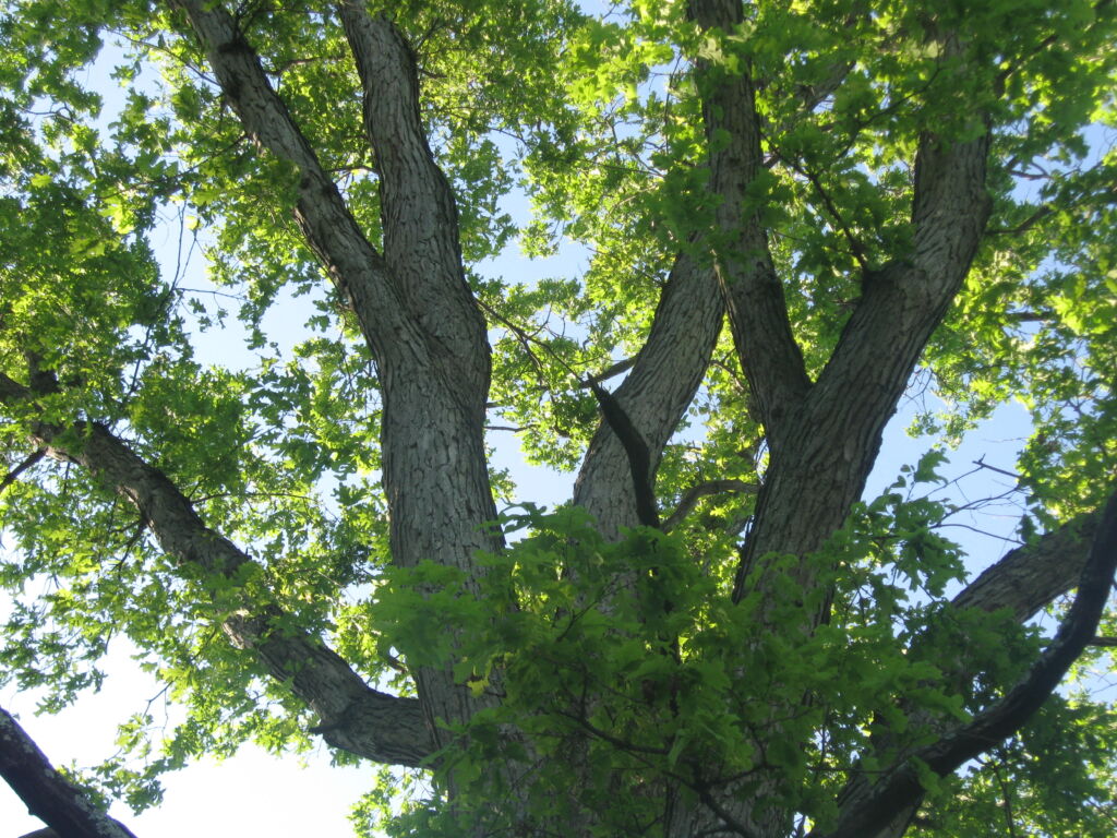 White Oak - Friends of Seven Gables