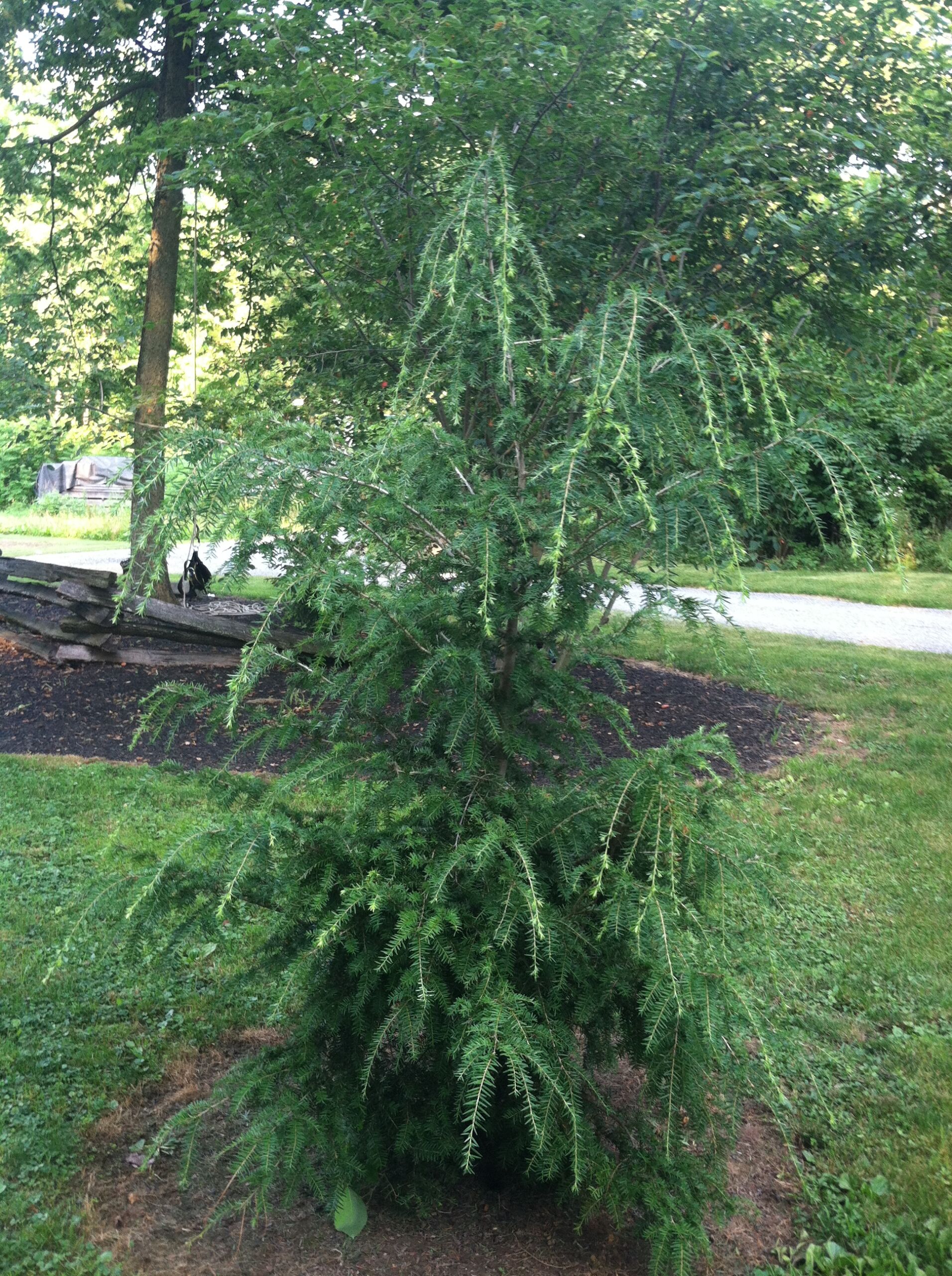 Chinese Hemlock - Friends of Seven Gables