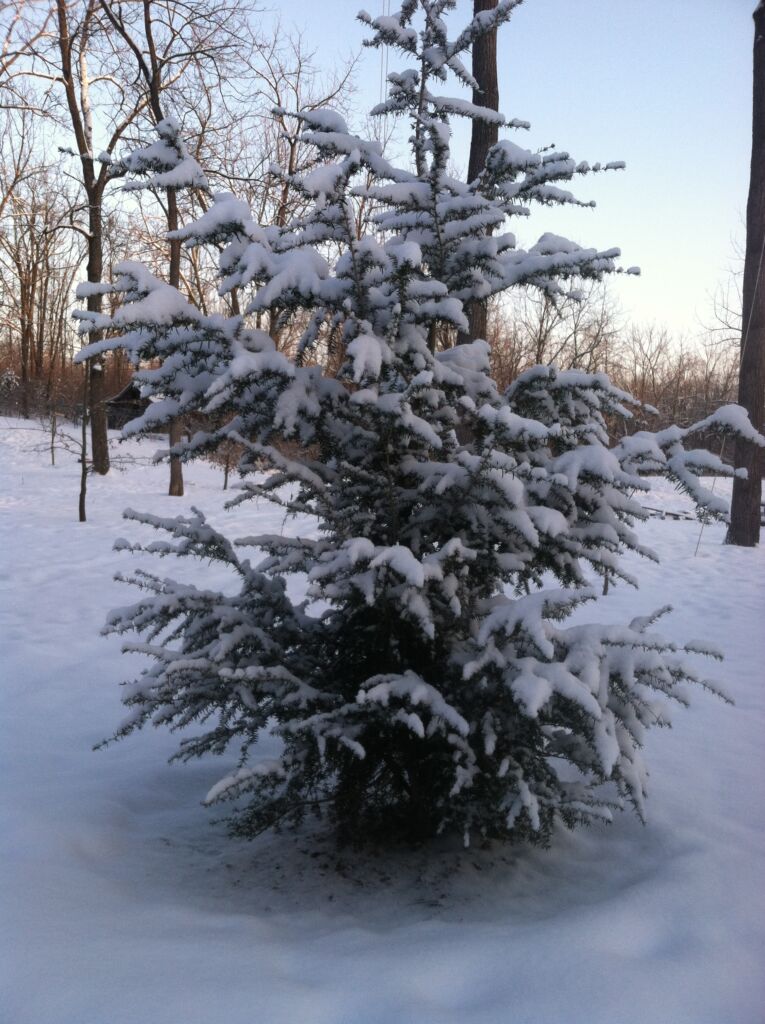 Chinese Hemlock - Friends of Seven Gables
